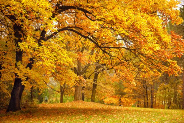 Autumn Staycation Activities | UK - Perfect Parks