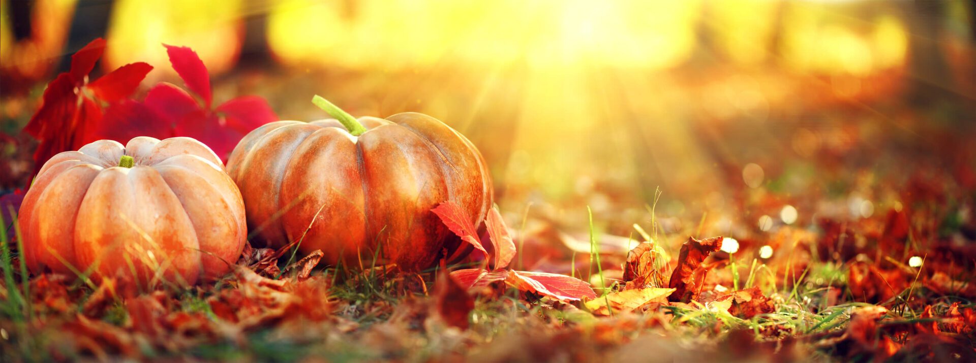 Autumn Staycation Activities | UK - Perfect Parks