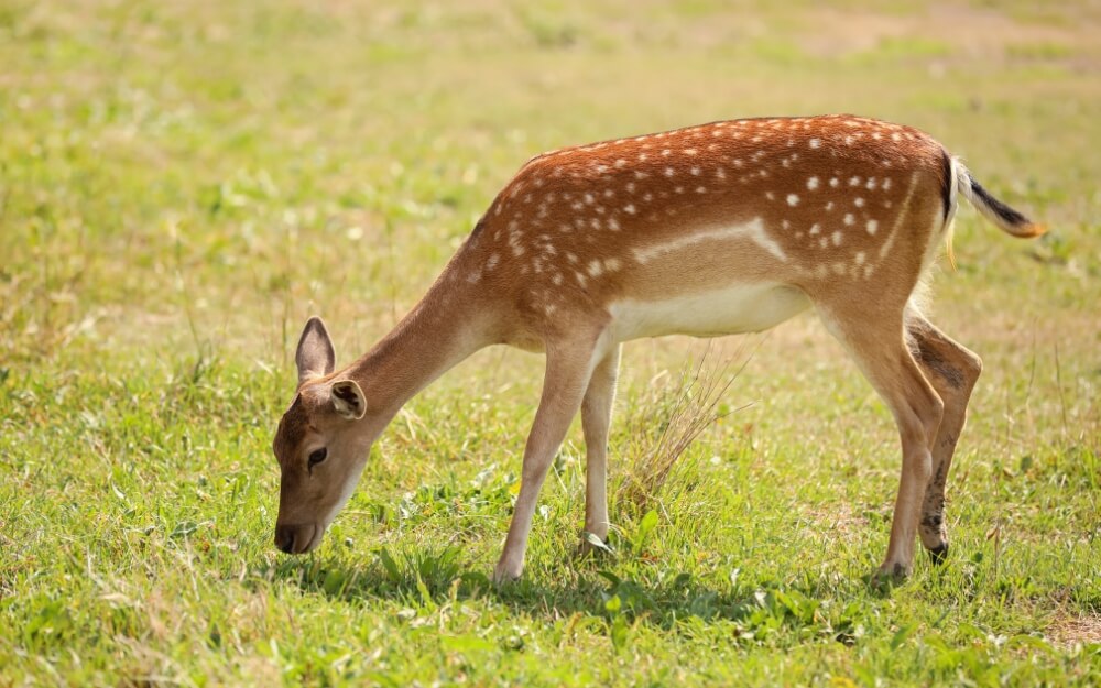 Holiday Parks | New Forest - Perfect Parks