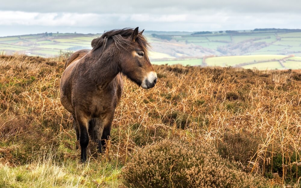 Holiday Parks | Exmoor - Perfect Parks