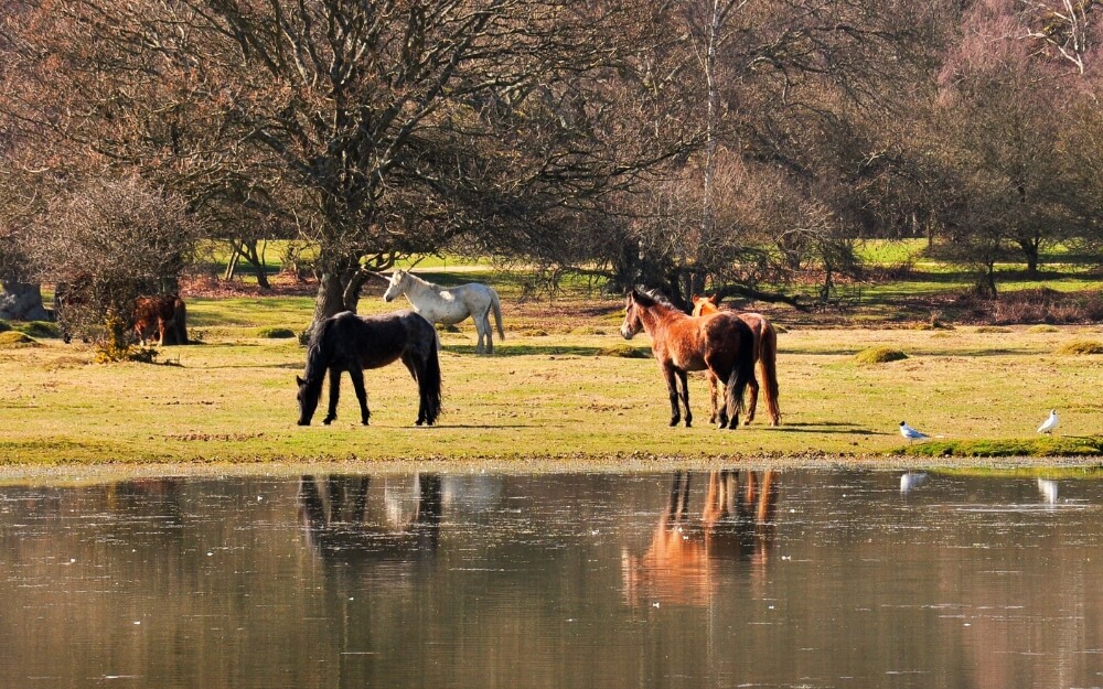 Holiday Parks | New Forest - Perfect Parks