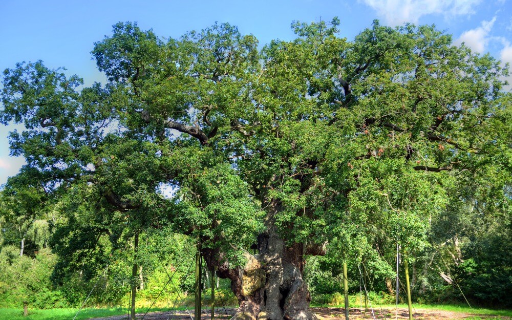 Tall Trees Holiday Park | Holiday Park in Forest Town, Mansfield ...