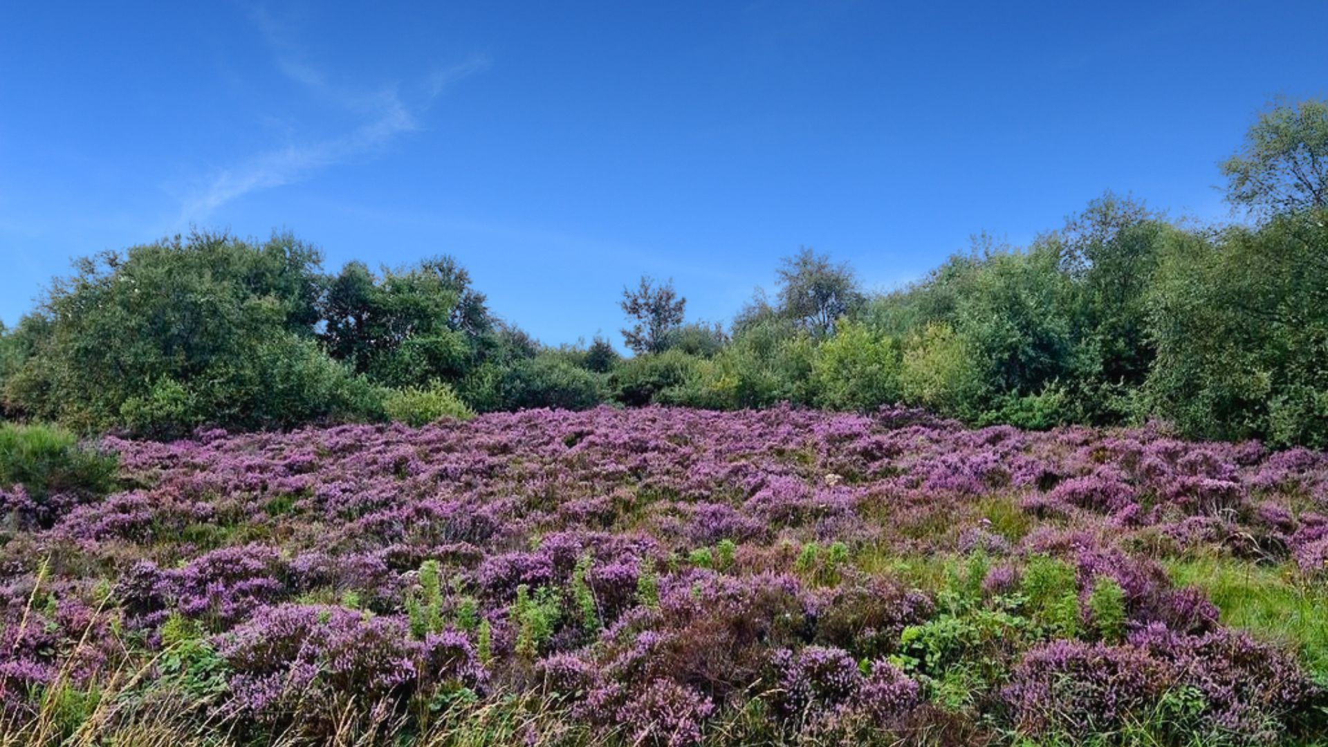Highview Caravan Park | Holiday Park in Coldingham, Eyemouth
